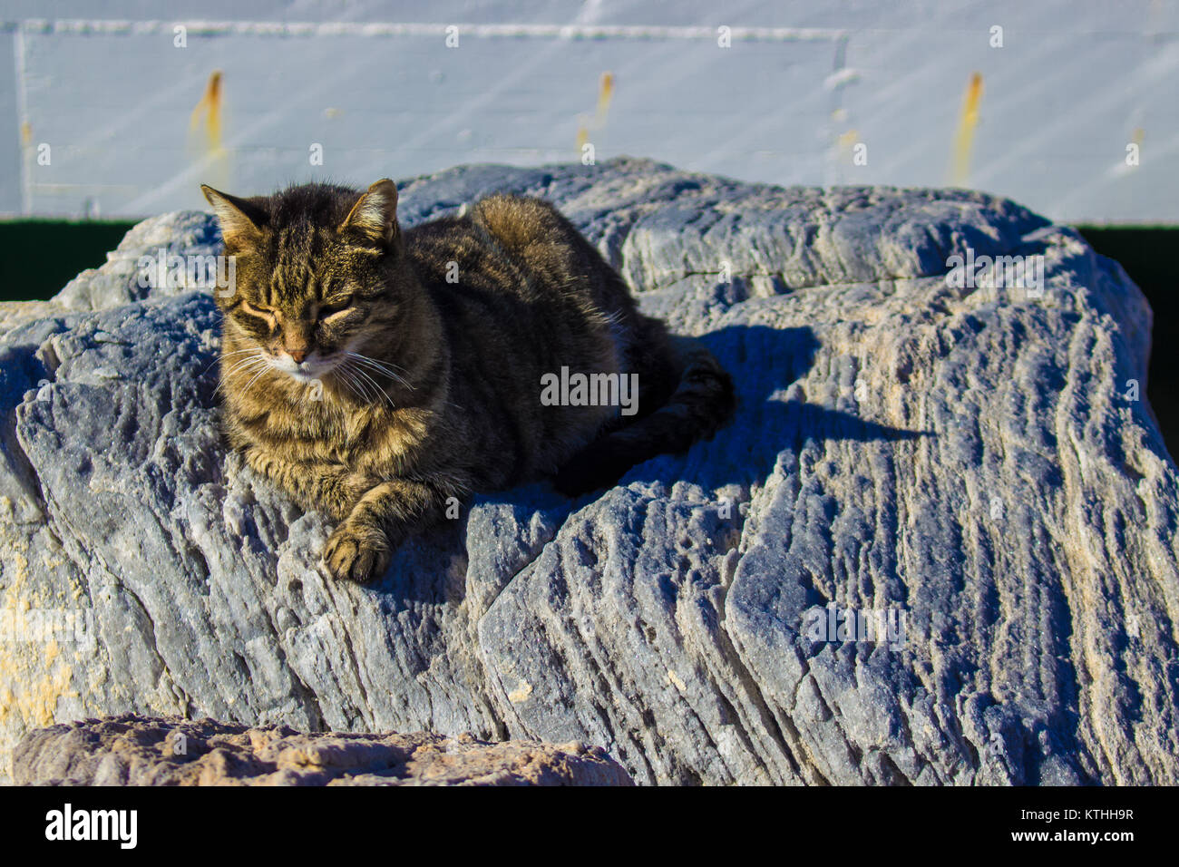 Cat. Port cats are basking in the sun. Port of Puerto Banus, Marbella ...