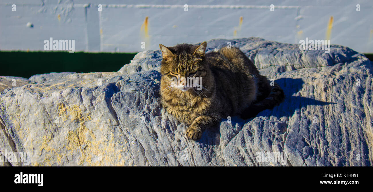 Cat. Port cats are basking in the sun. Port of Puerto Banus, Marbella ...
