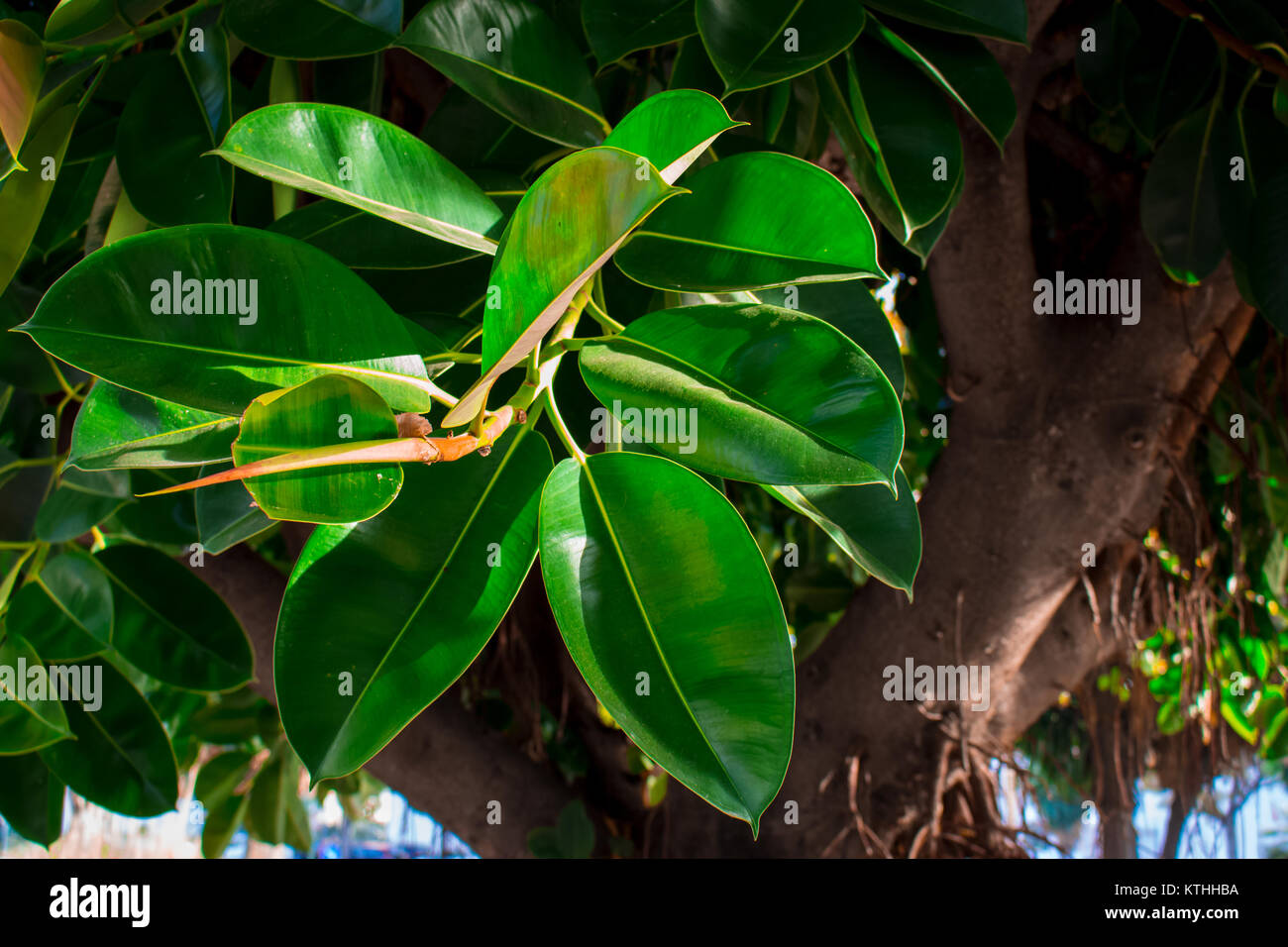 Ficus. Tropical plant with dense, bright green leaves Stock Photo - Alamy