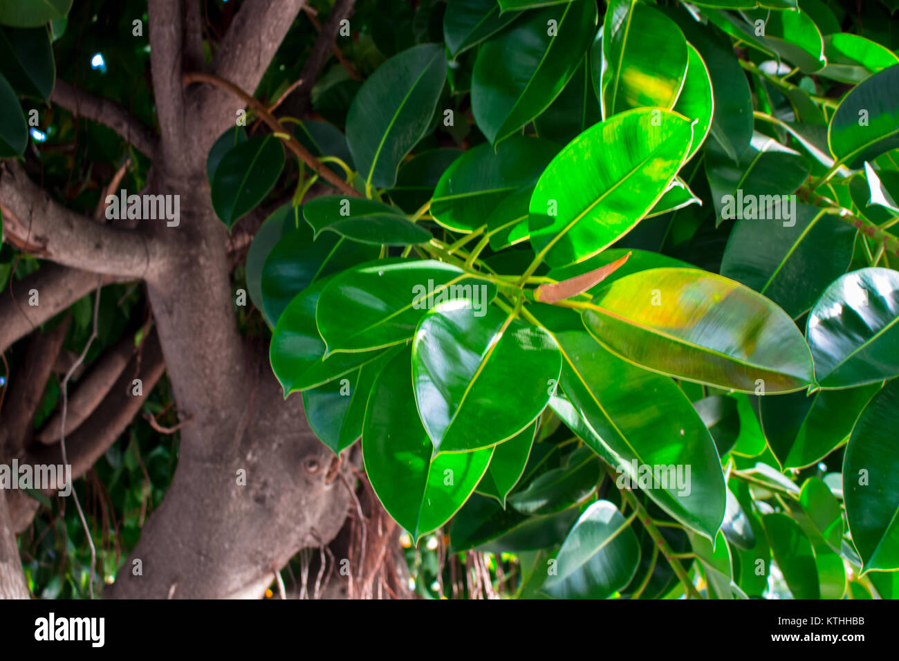 Ficus. Tropical plant with dense, bright green leaves Stock Photo - Alamy
