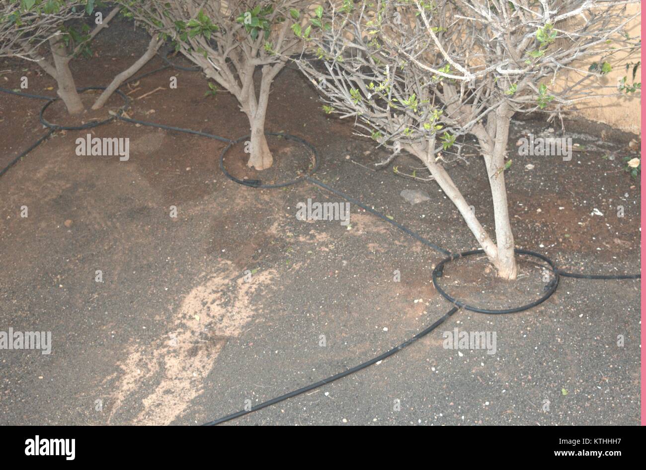 broken tree and water system Stock Photo - Alamy