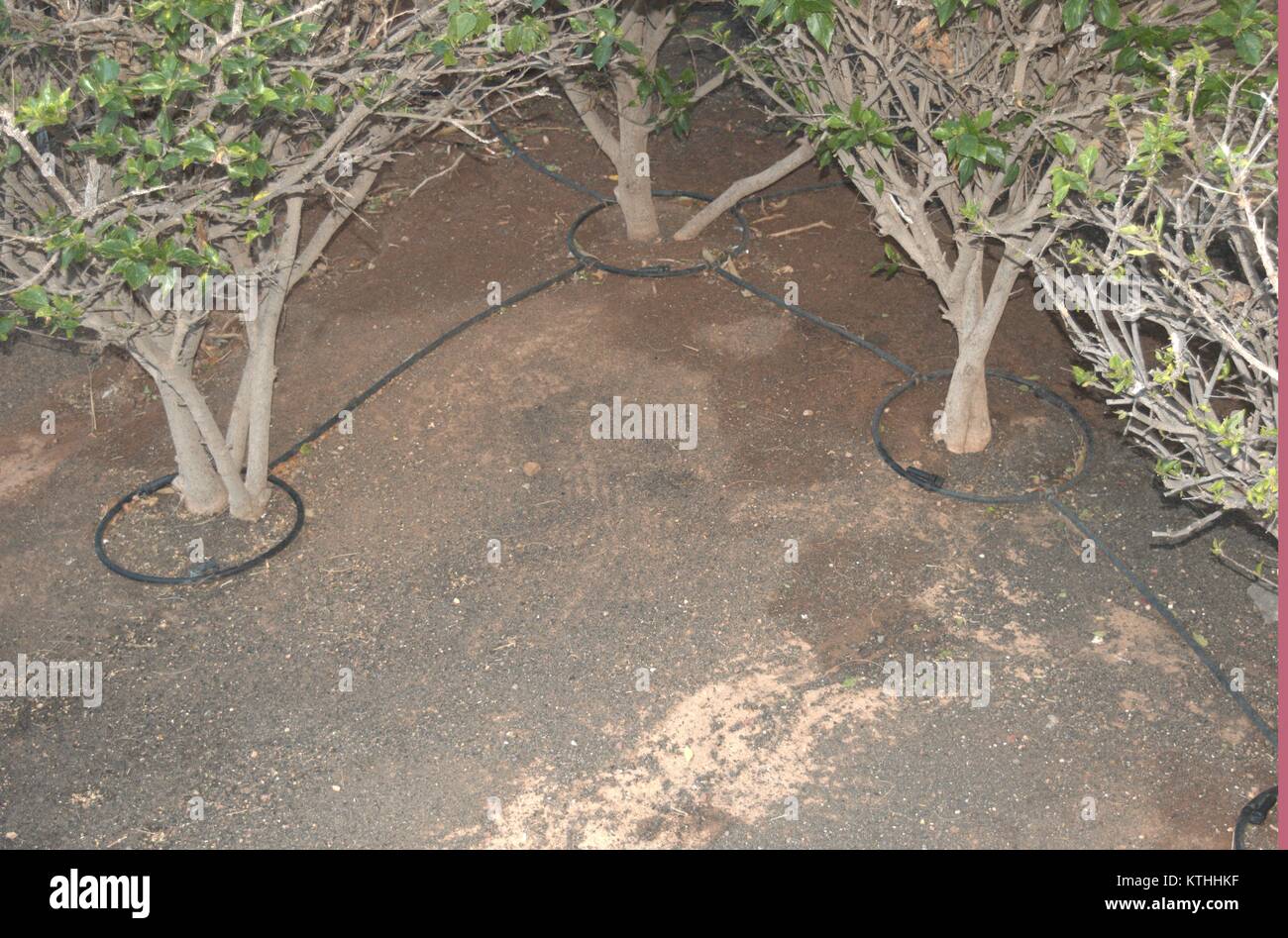 broken tree and water system Stock Photo - Alamy