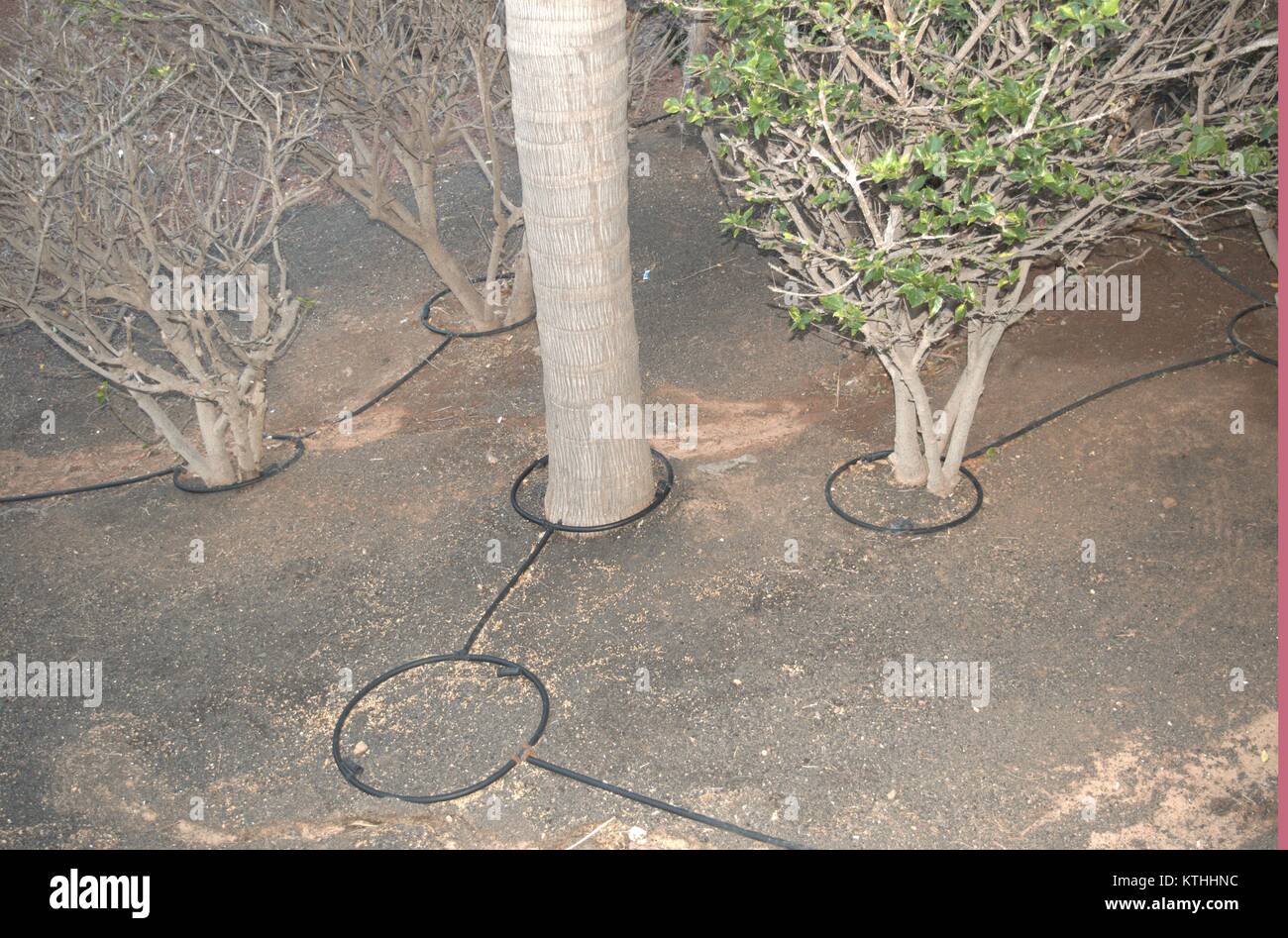 broken tree and water system Stock Photo - Alamy