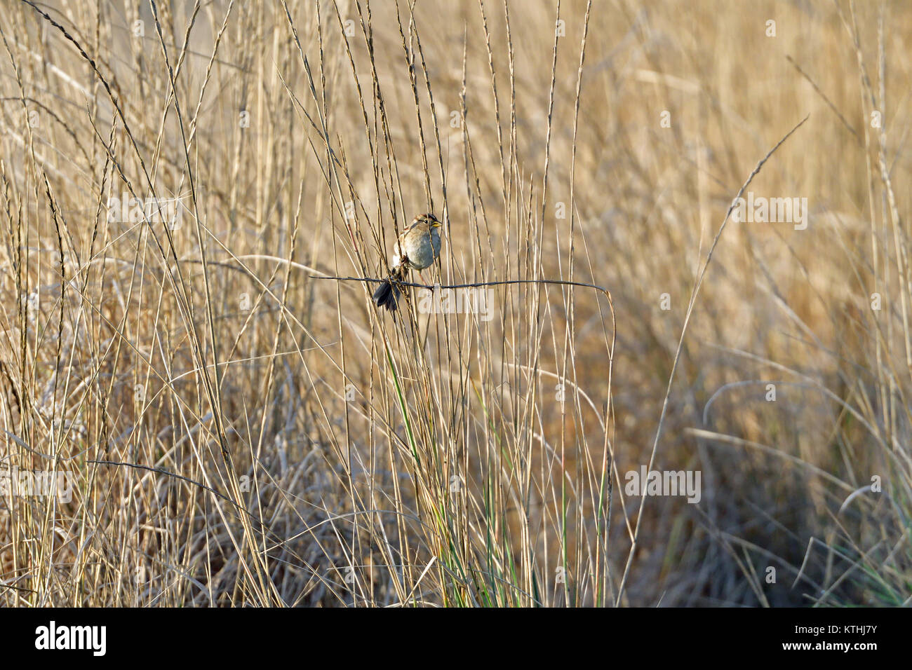 Chirping Sparrow In A Bush High Resolution Stock Photography and Images - Alamy