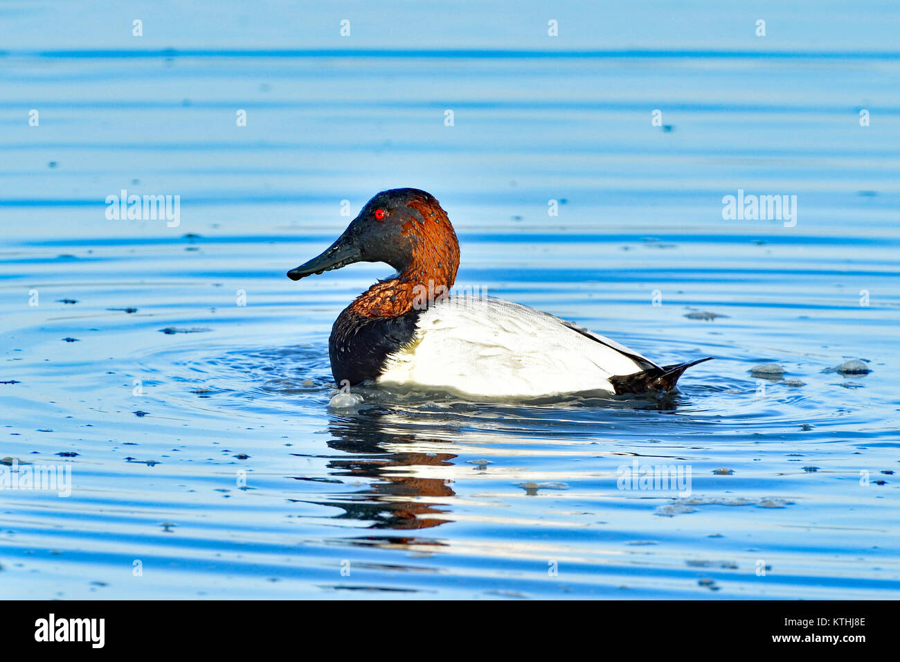 A Canvasback Duck Stock Photo - Alamy