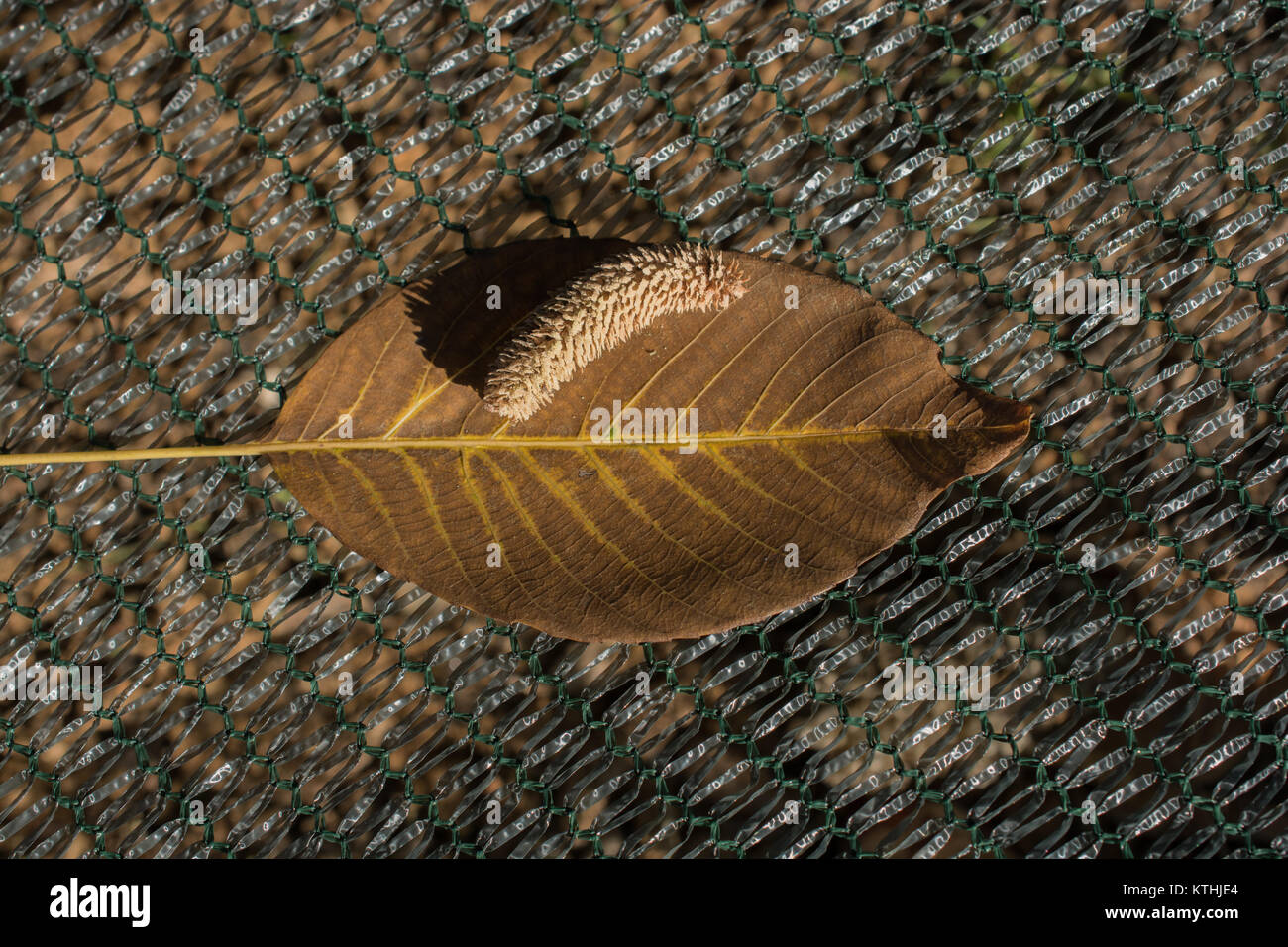 One separate dry leaf of Autumn times Stock Photo - Alamy