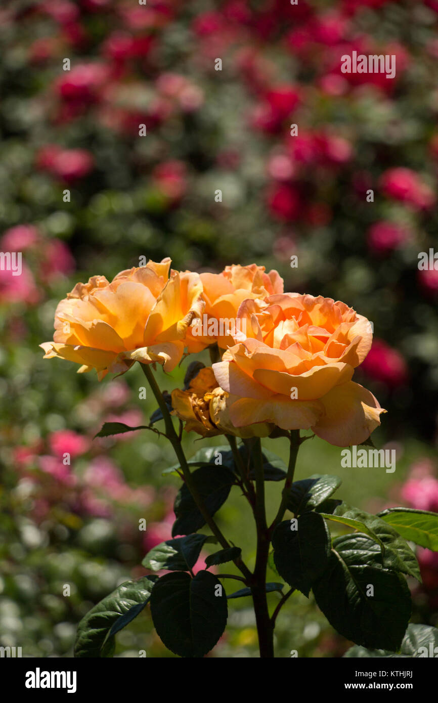 Blooming beautiful colorful roses in the garden background Stock Photo ...