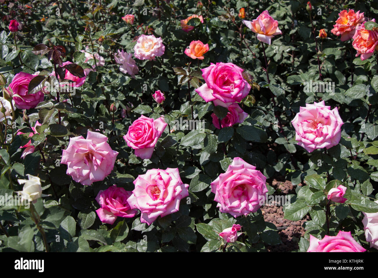 Blooming beautiful colorful roses in the garden background Stock Photo ...