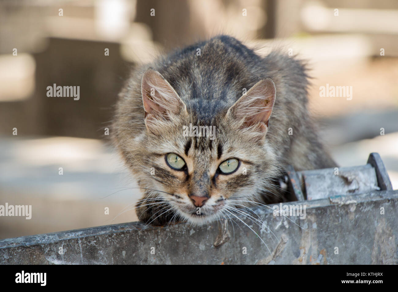 Stray cat seen in the street of the city Stock Photo - Alamy