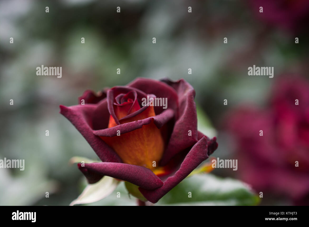 Beautiful colorful Rose Flower on garden background Stock Photo - Alamy
