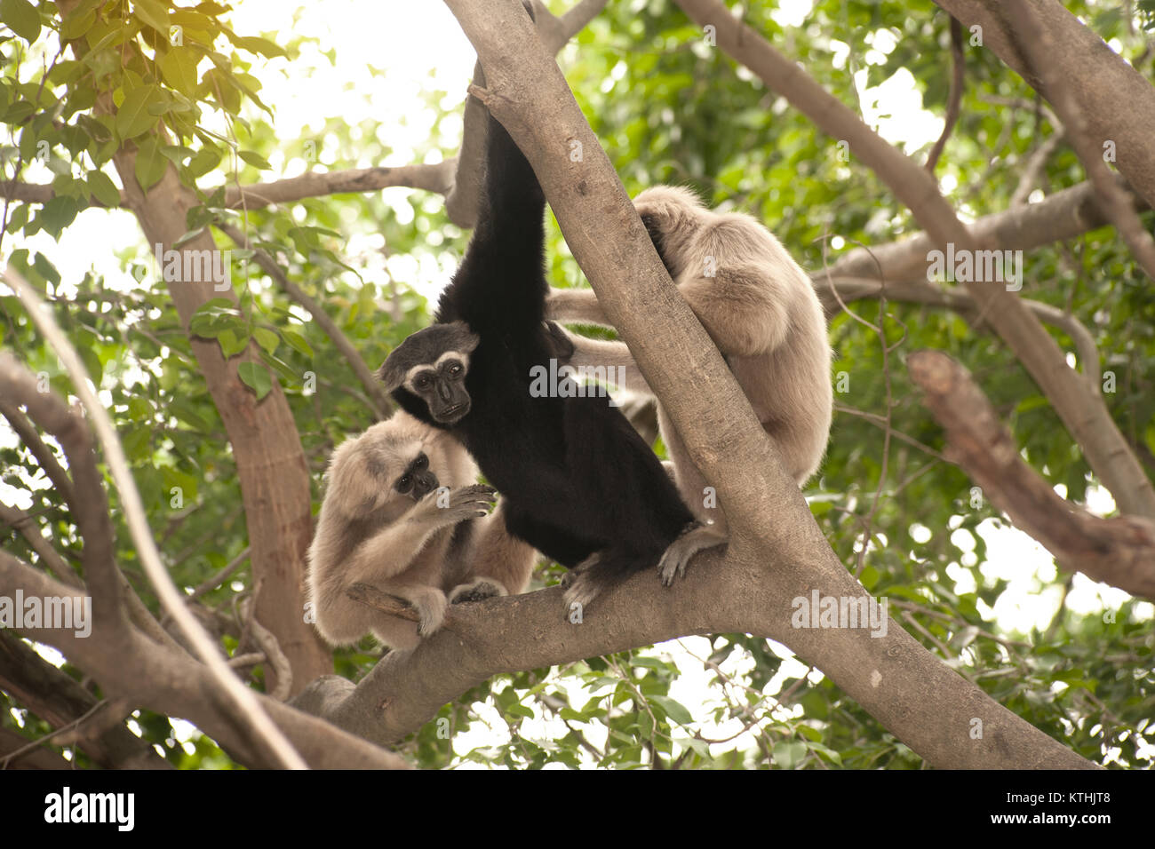 A white-handed gibbon (Hylobates lar) family sitting on tree Stock ...