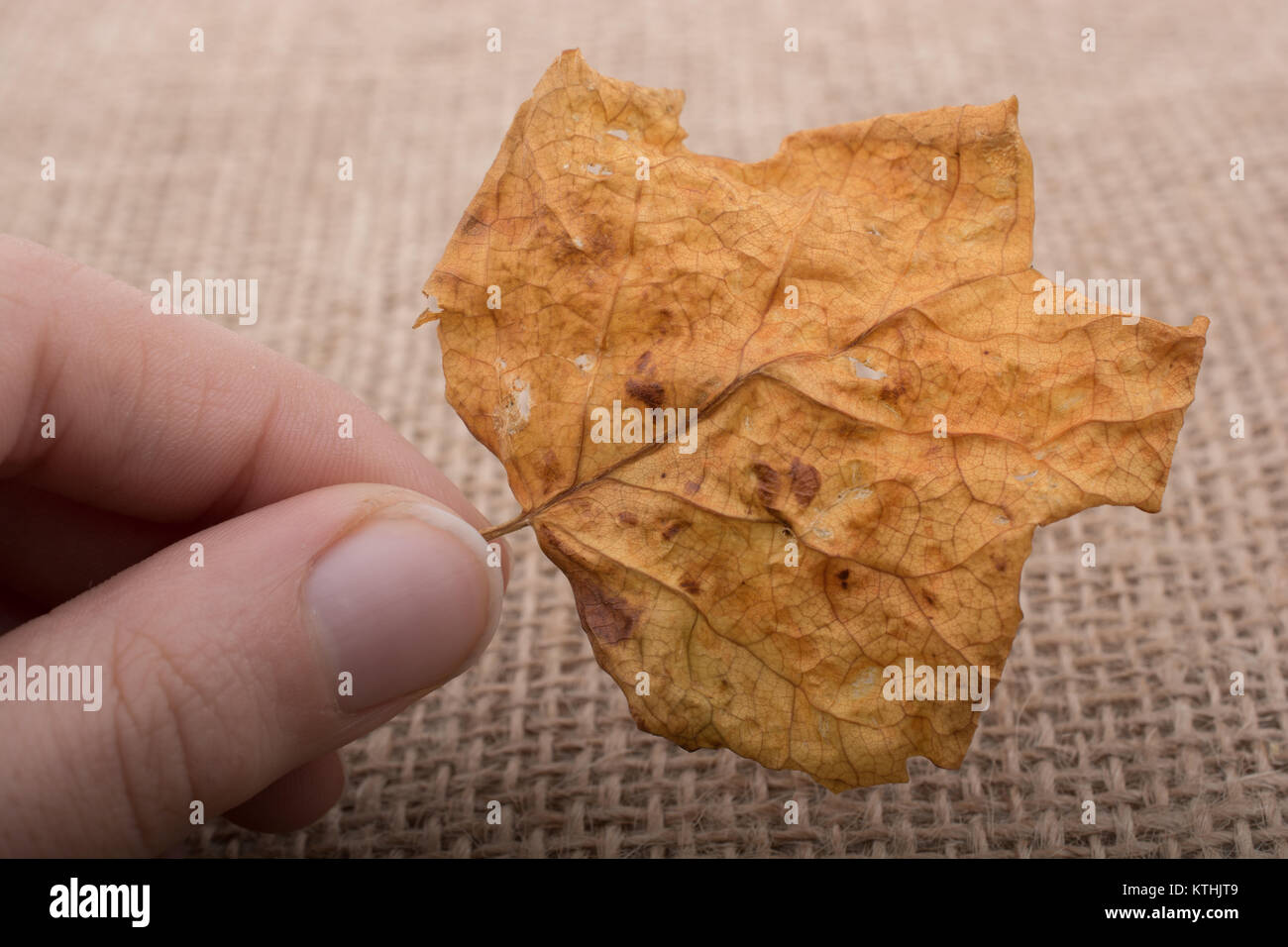 One separate dry leaf of Autumn times Stock Photo - Alamy