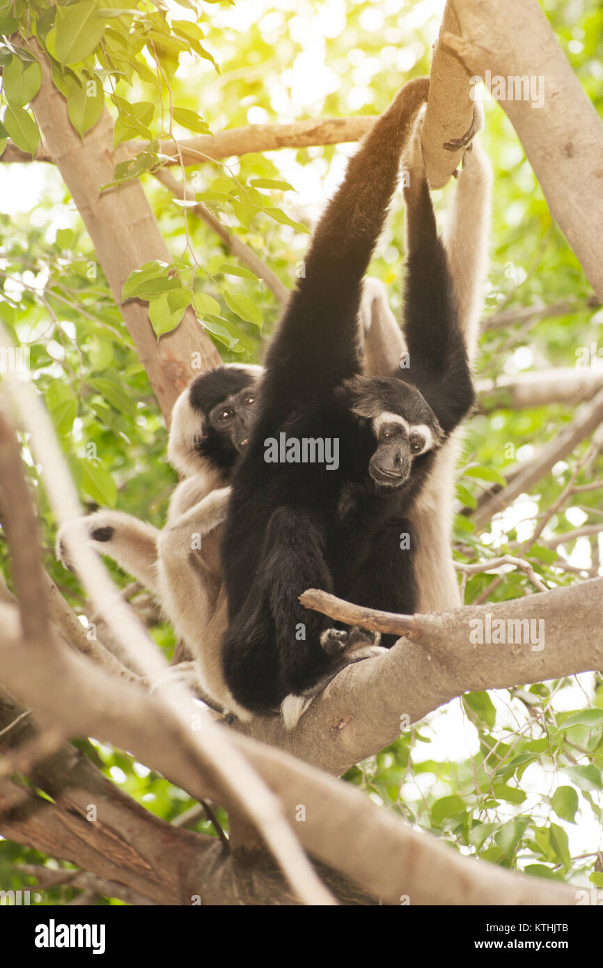 A white-handed gibbon (Hylobates lar) family sitting on tree Stock ...