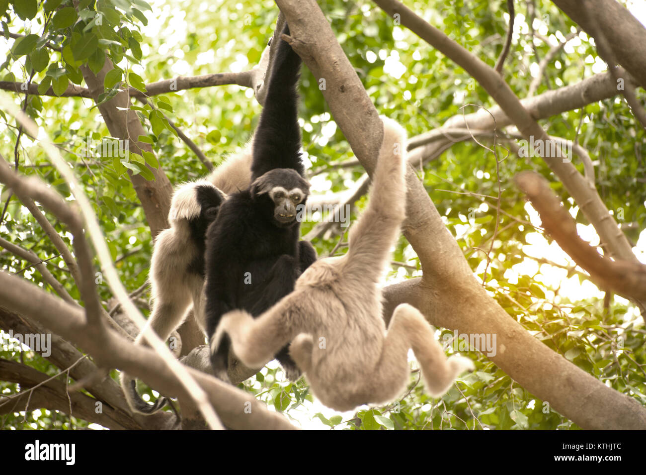 A white-handed gibbon (Hylobates lar) family sitting on tree Stock ...