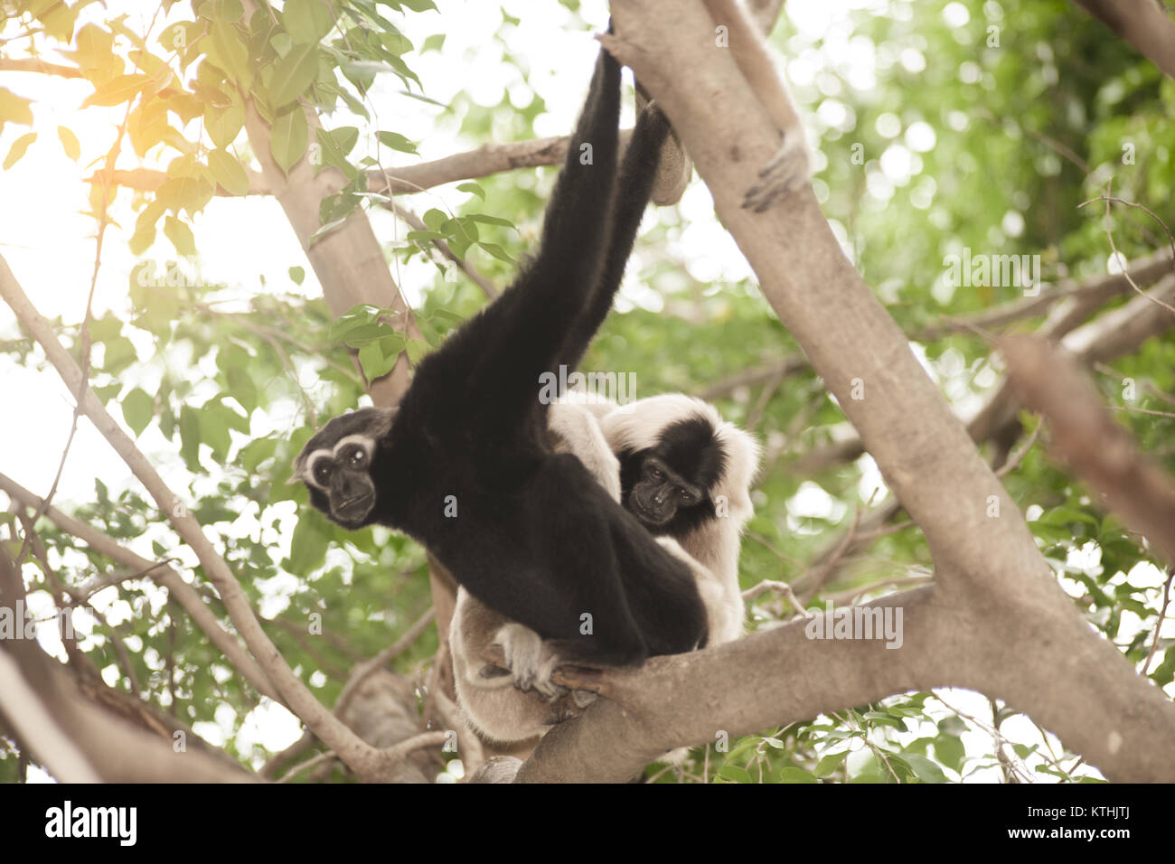 A white-handed gibbon (Hylobates lar) family sitting on tree Stock ...