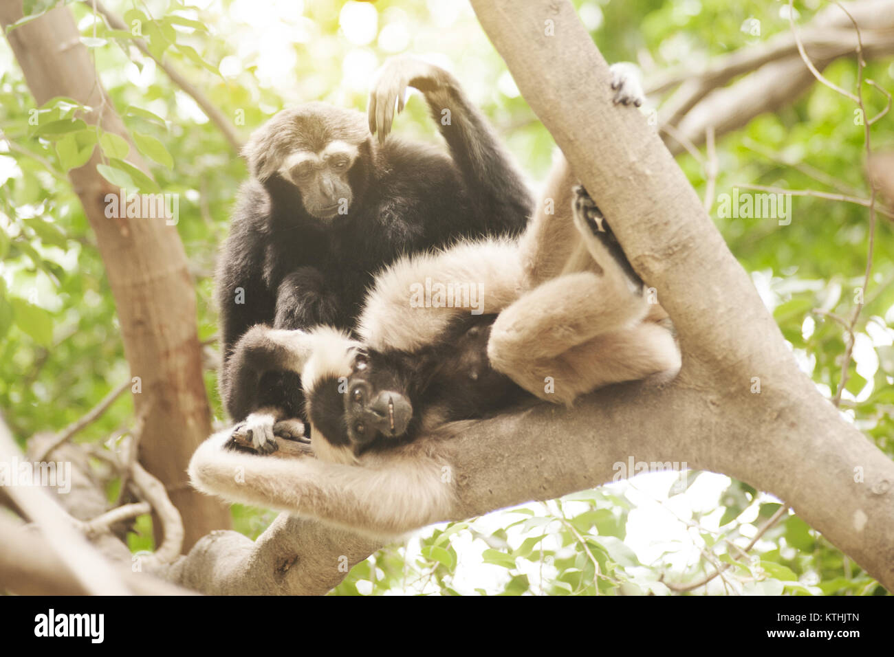 A white-handed gibbon (Hylobates lar) family sitting on tree Stock ...