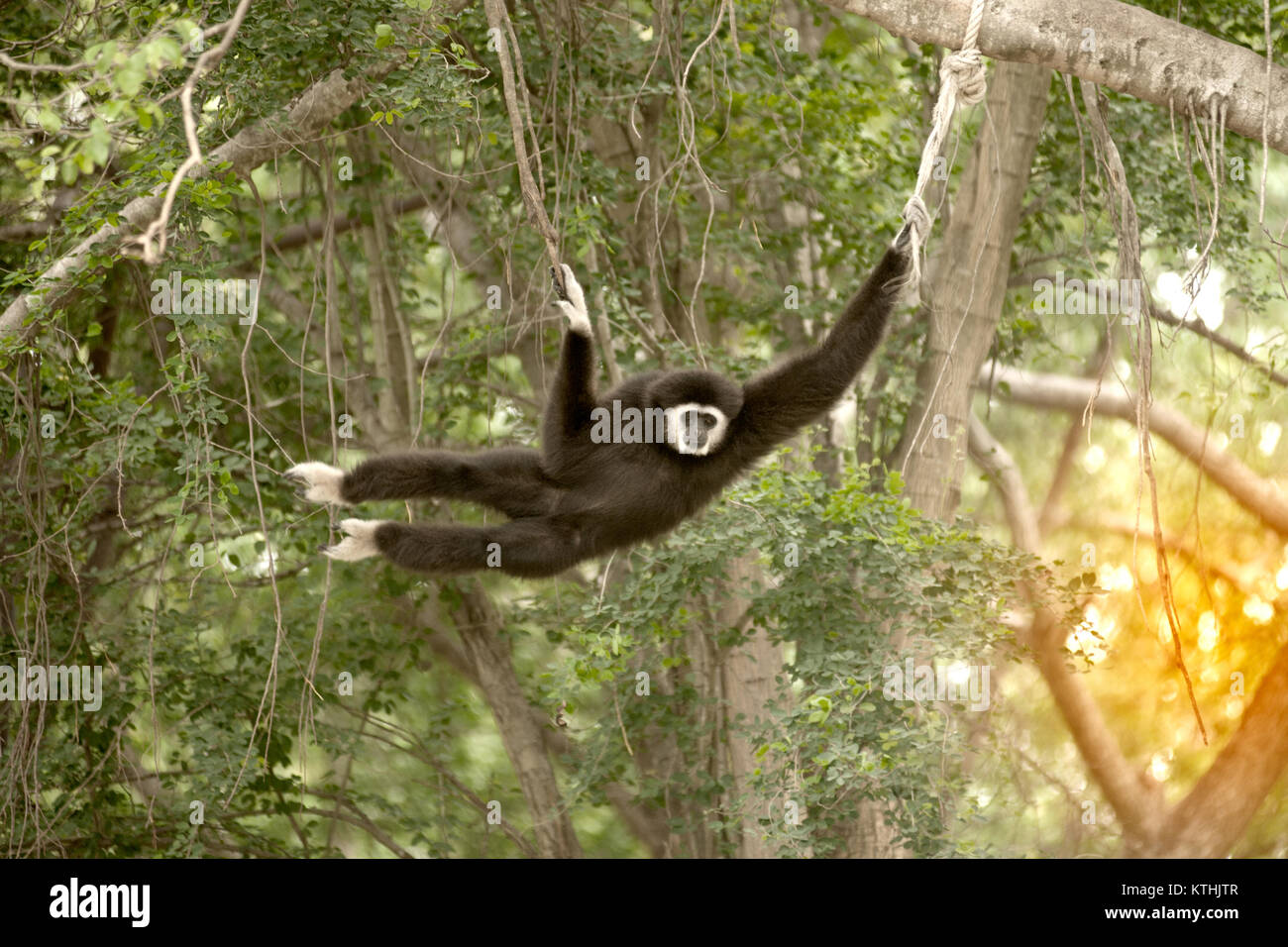 Male white handed gibbon hylobates lar hi-res stock photography and ...