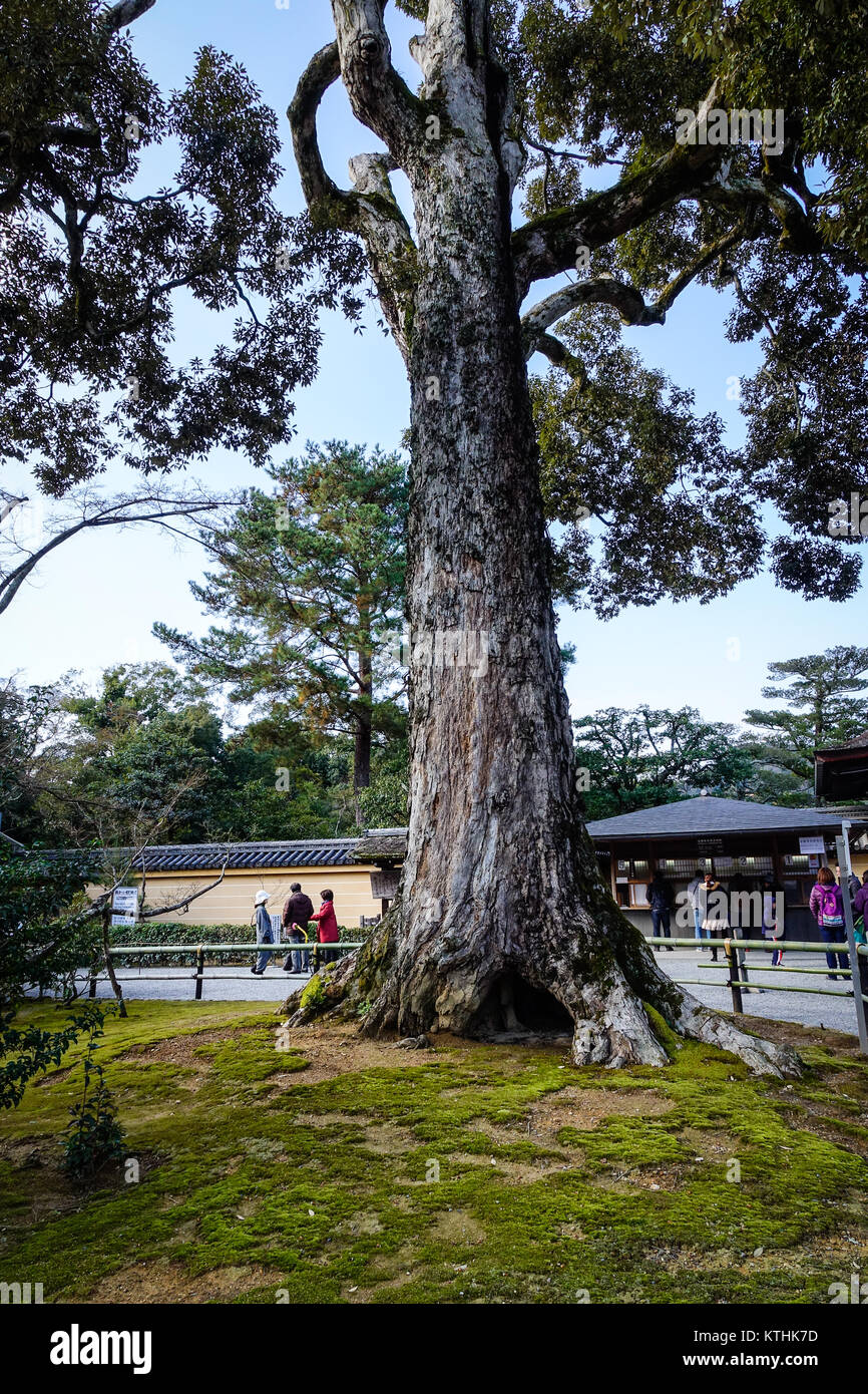 Kyoto, Japan - Dec 25, 2015. Huge tree at the park in Kyoto, Japan ...