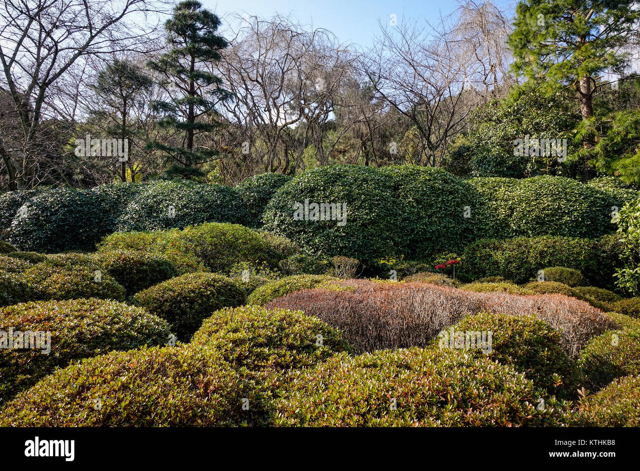 Green trees (bonsai) at the ancient garden in Kyoto, Japan Stock Photo ...