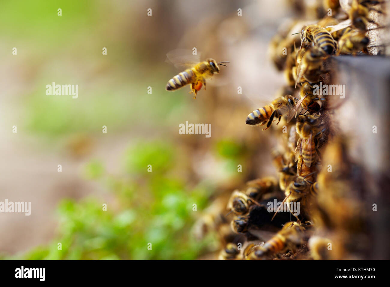 Bees flying hi-res stock photography and images - Alamy