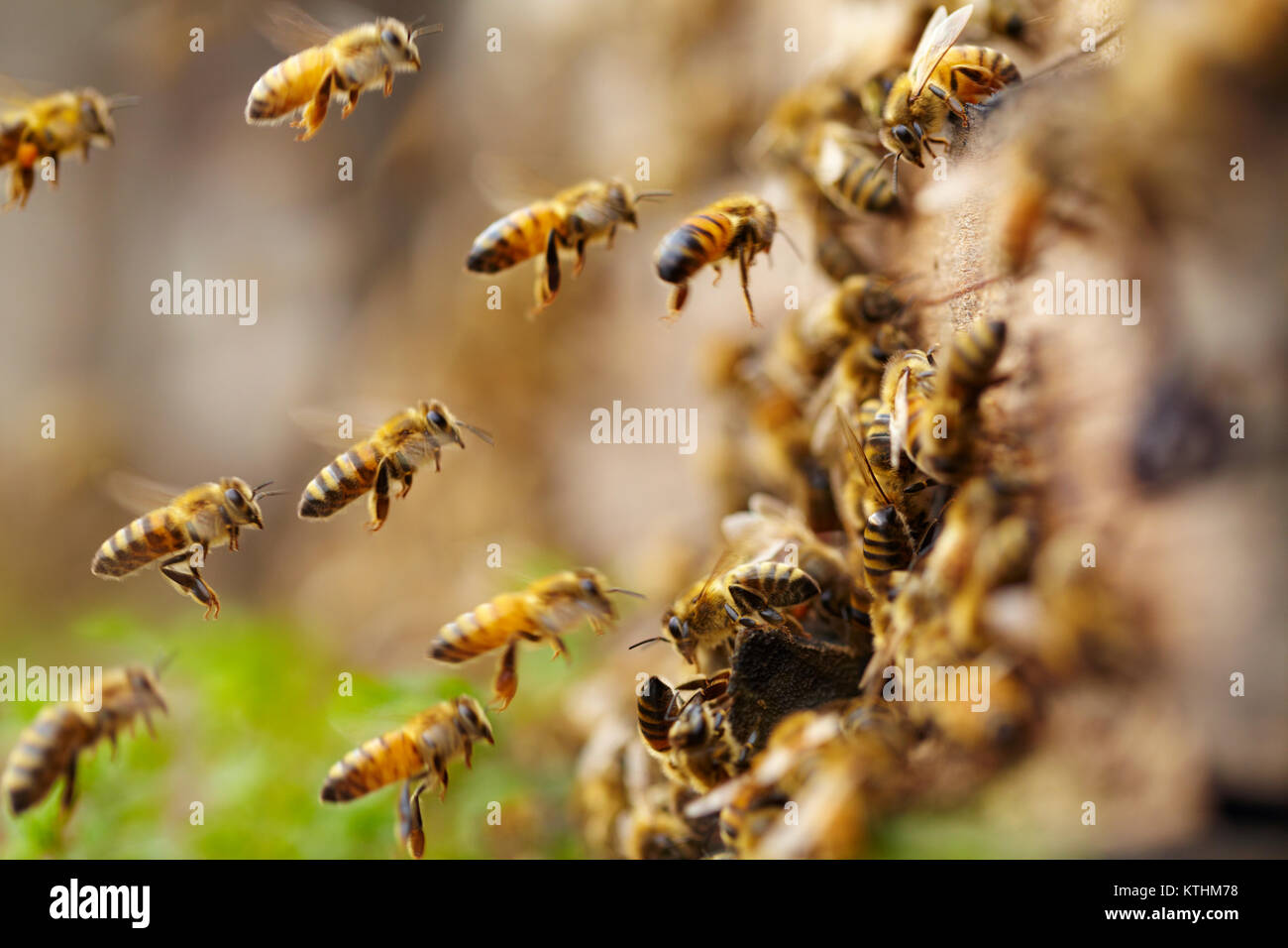 Bees flying into hive hi-res stock photography and images - Alamy