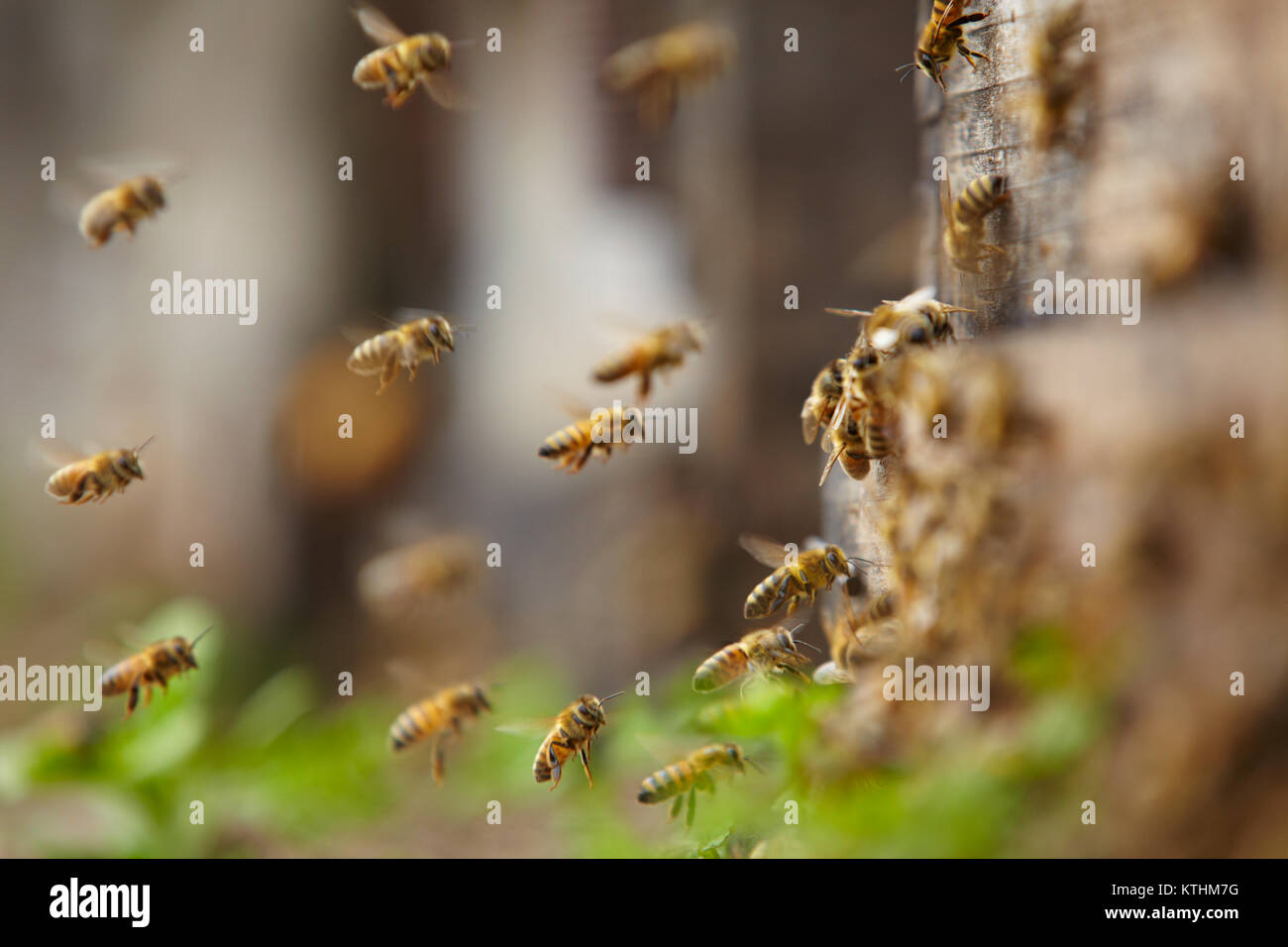 Bees flying hi-res stock photography and images - Alamy