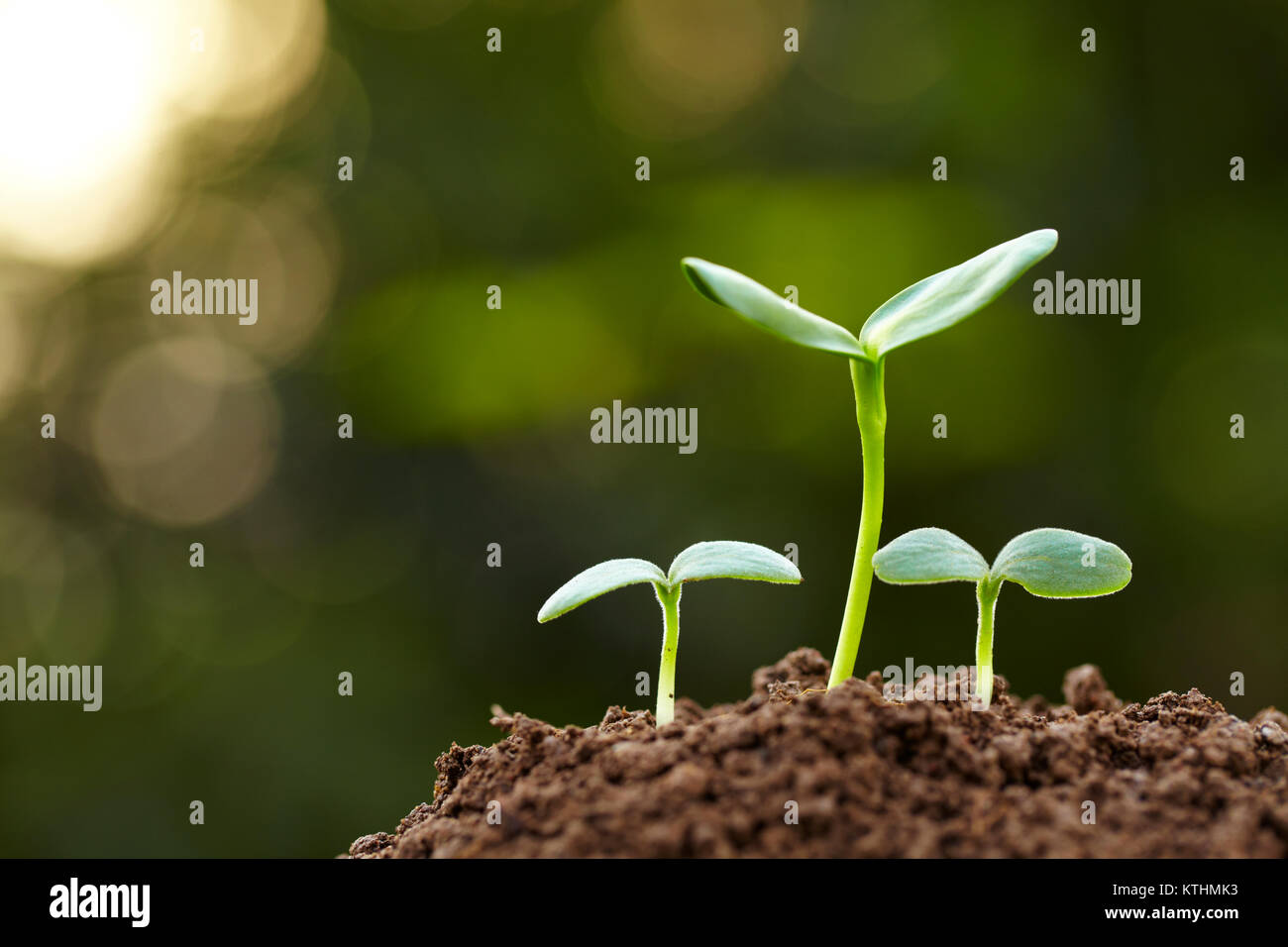 Close up of Spring bud Growing with Bright Green nature background ...
