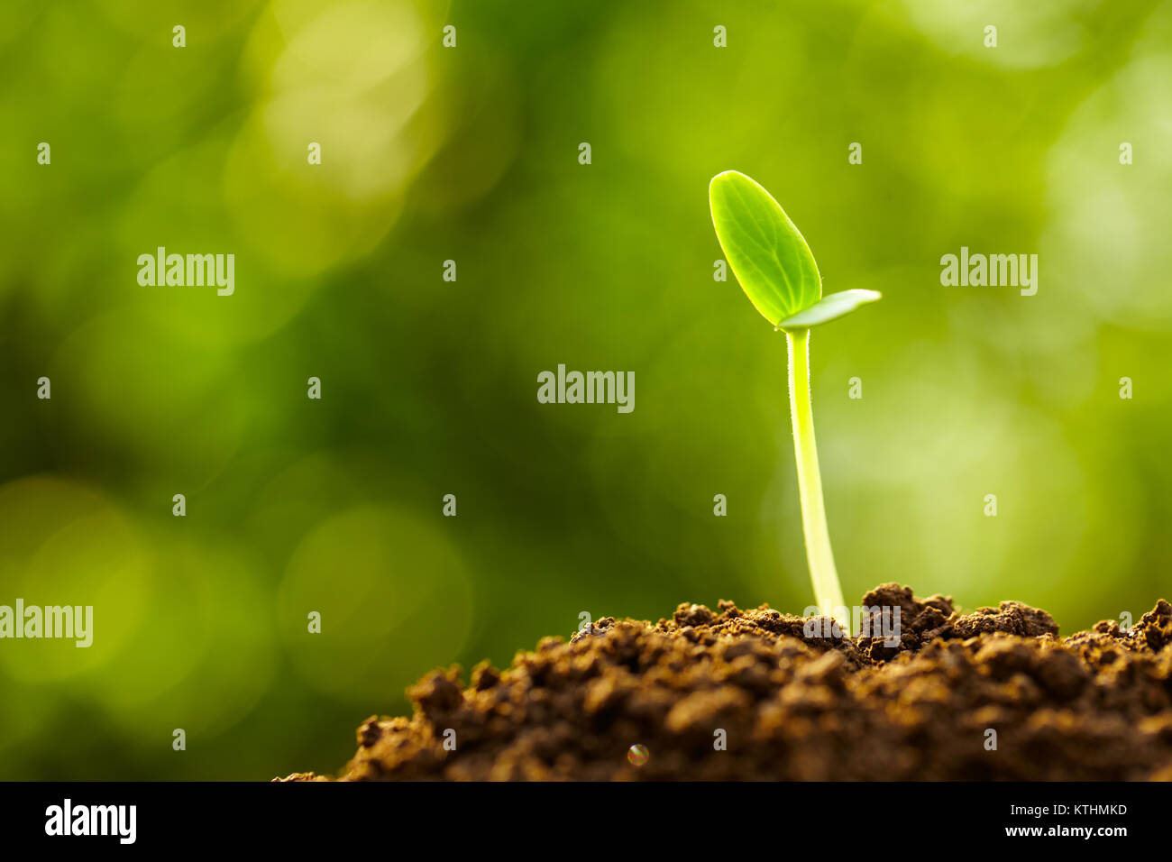 Close up of Spring bud Growing with Bright Green nature background ...