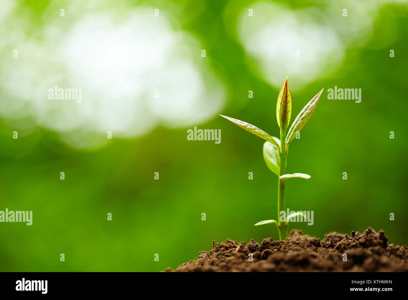 Close up of Spring bud Growing with Bright Green nature background ...