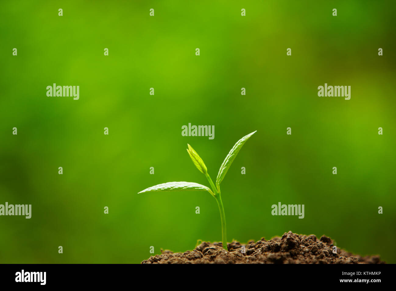 Close up of Spring bud Growing with Bright Green nature background ...