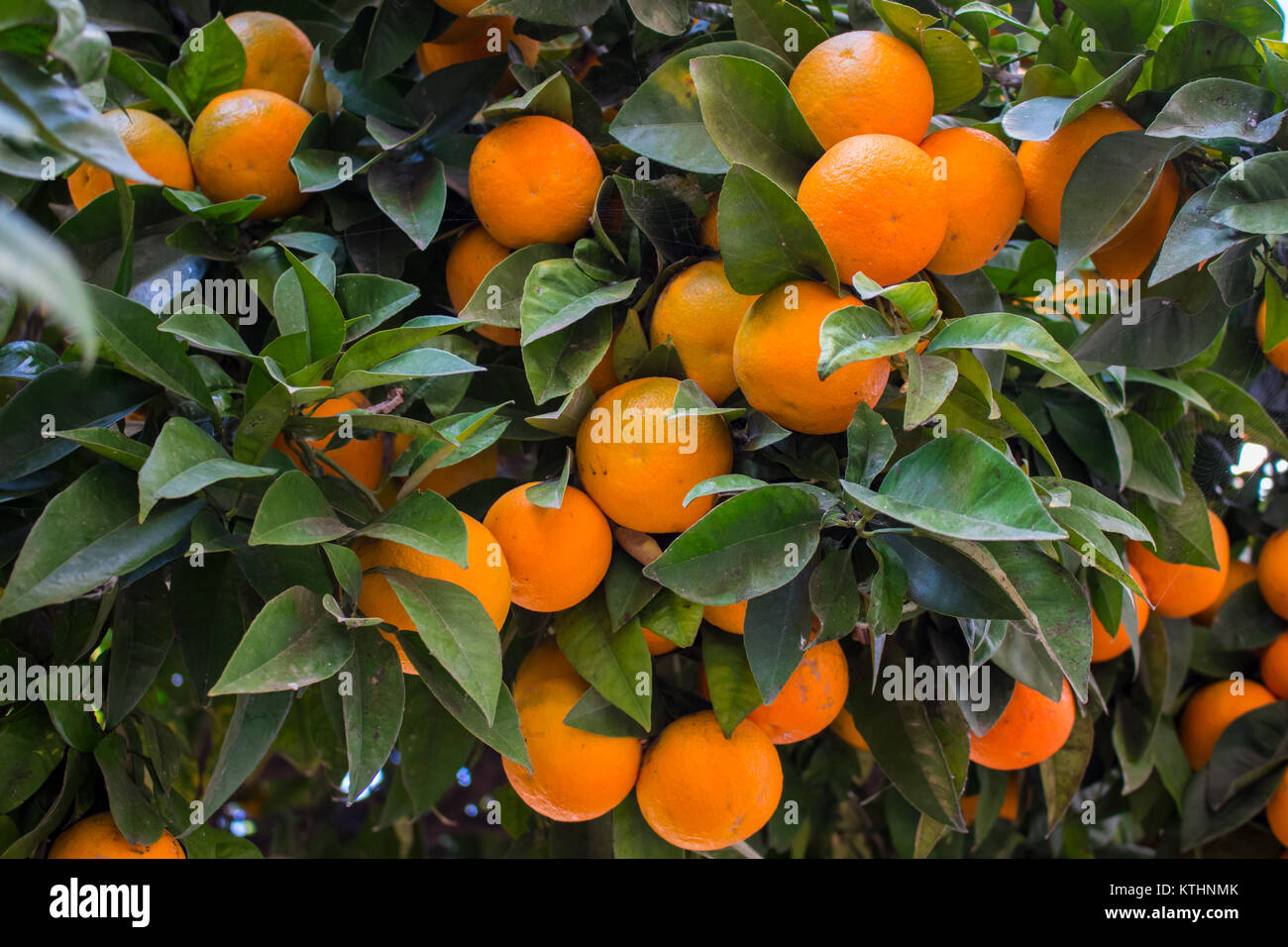 Orange fruit. Orange tree with fruits. Spain Stock Photo - Alamy