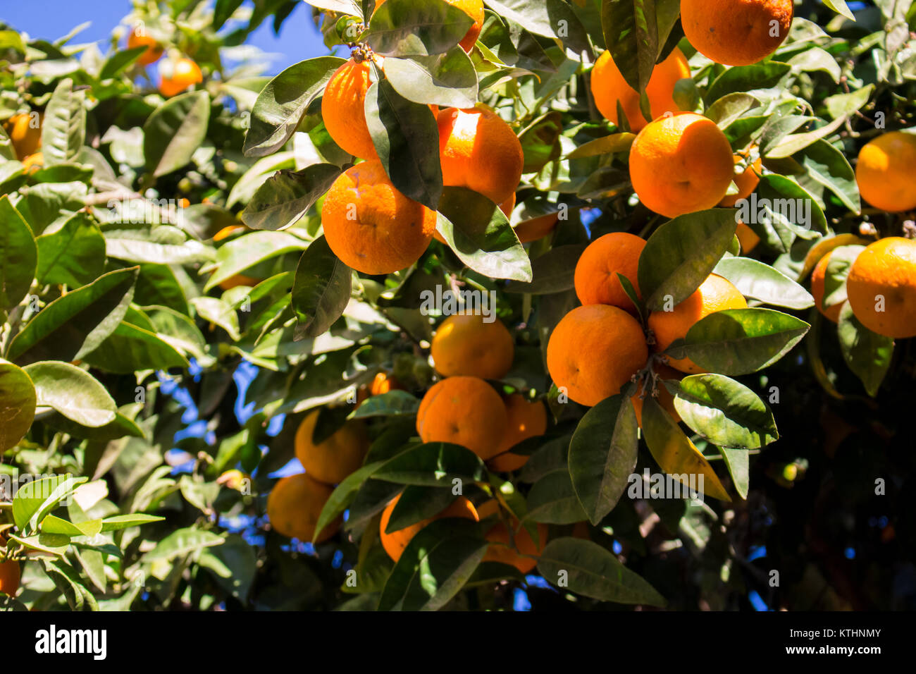 Orange fruit. Orange tree with fruits. Spain Stock Photo - Alamy