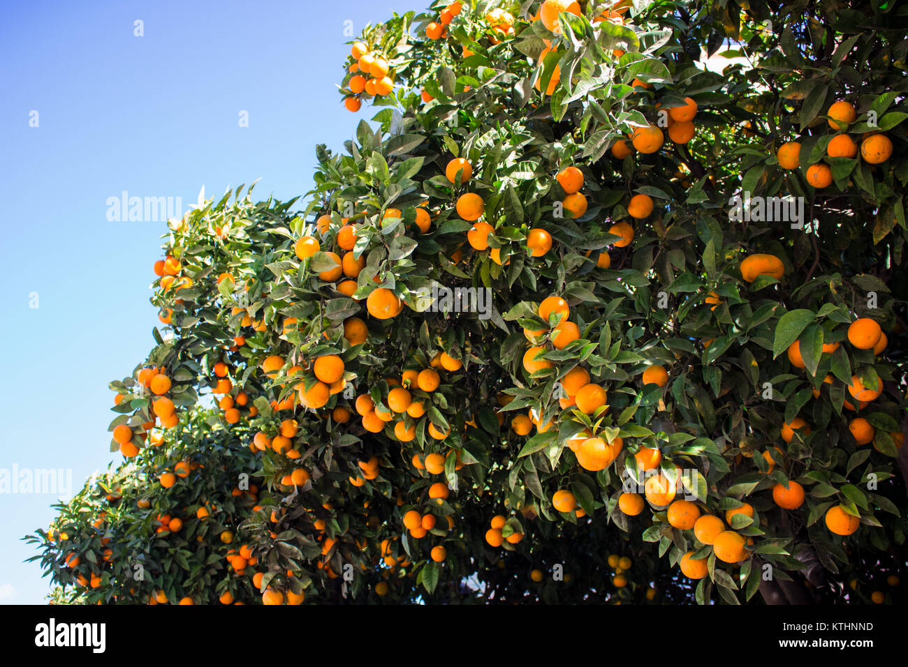 Orange fruit. Orange tree with fruits. Spain Stock Photo - Alamy