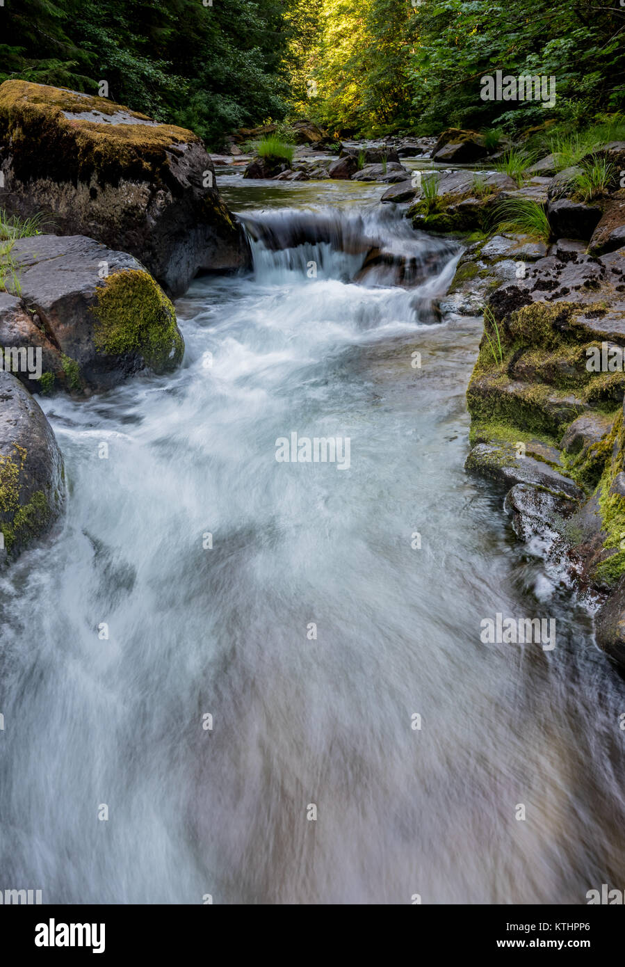 Water Rushes Through Brice Creek in Oregon Wilderness Stock Photo - Alamy