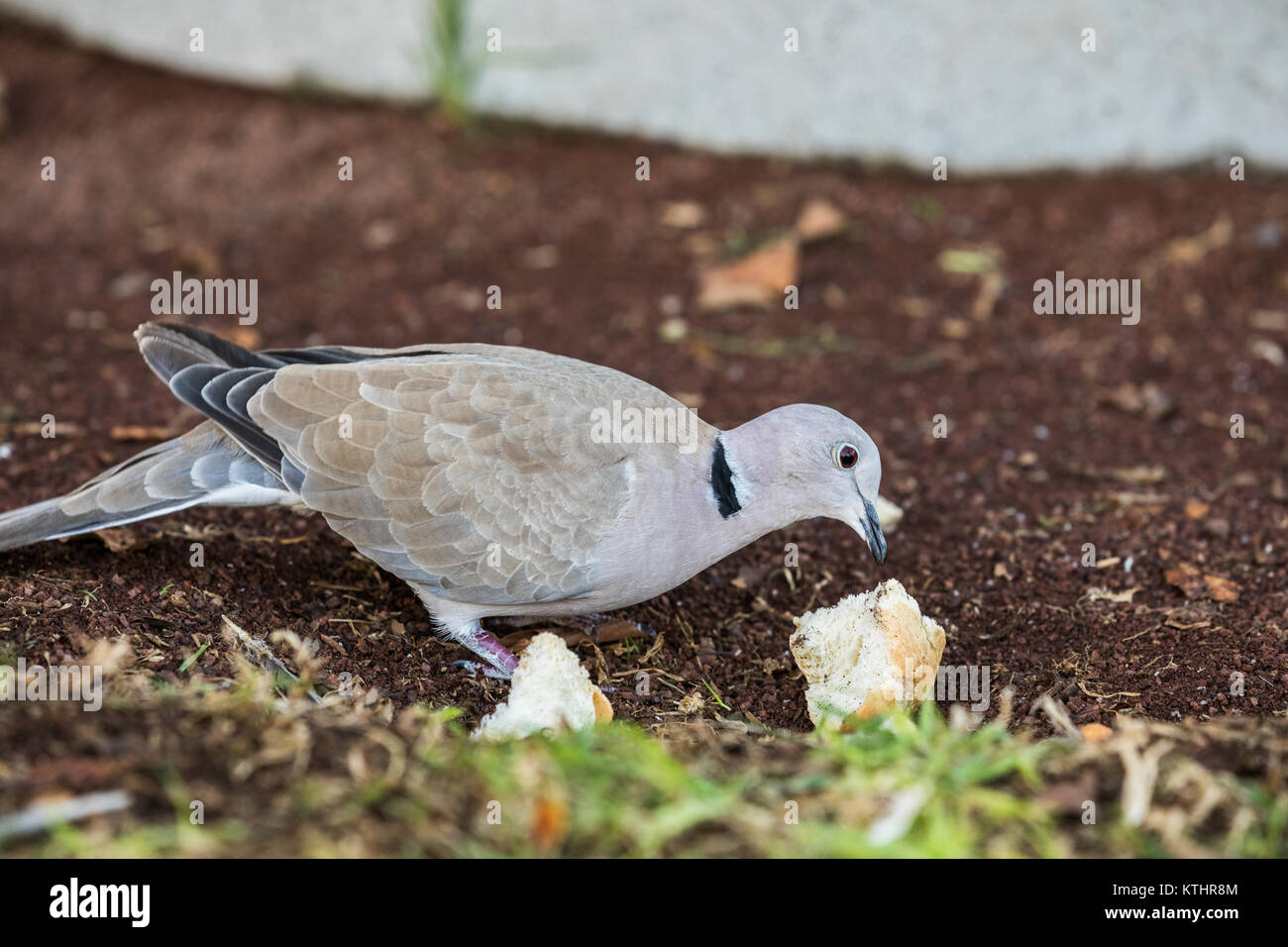 Eurasian Collared Dove, Streptopelia decaocto, eating bread leftovers ...