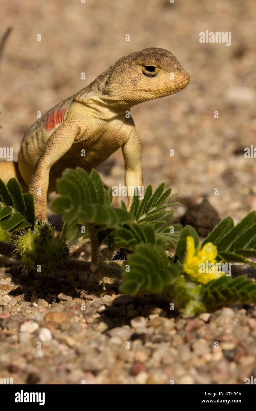 Variegated toadhead agama (Phrynocephalus variegatus). Gobi deesrt ...