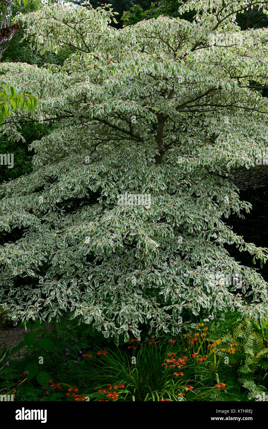 Cornus variegata hi-res stock photography and images - Alamy