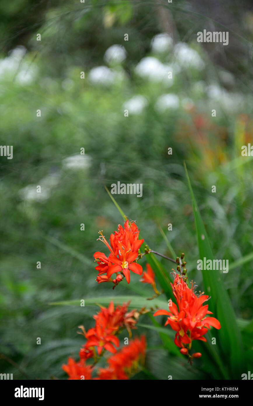 crocosmia emberglow,red,orange,flower,spike,spikes,flowers,flowering ...