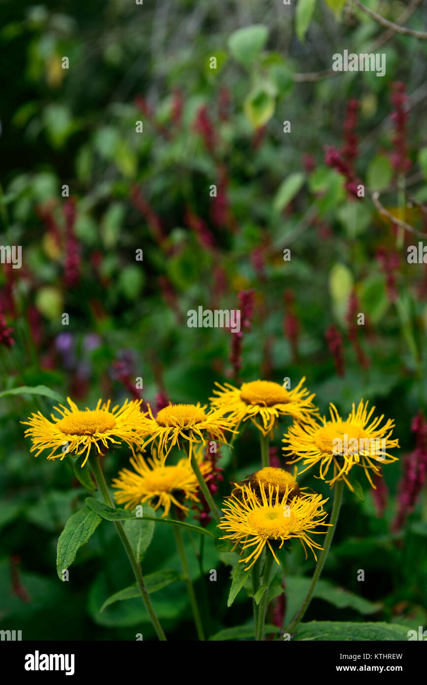 Doronicum orientale leopards bane hi-res stock photography and images ...