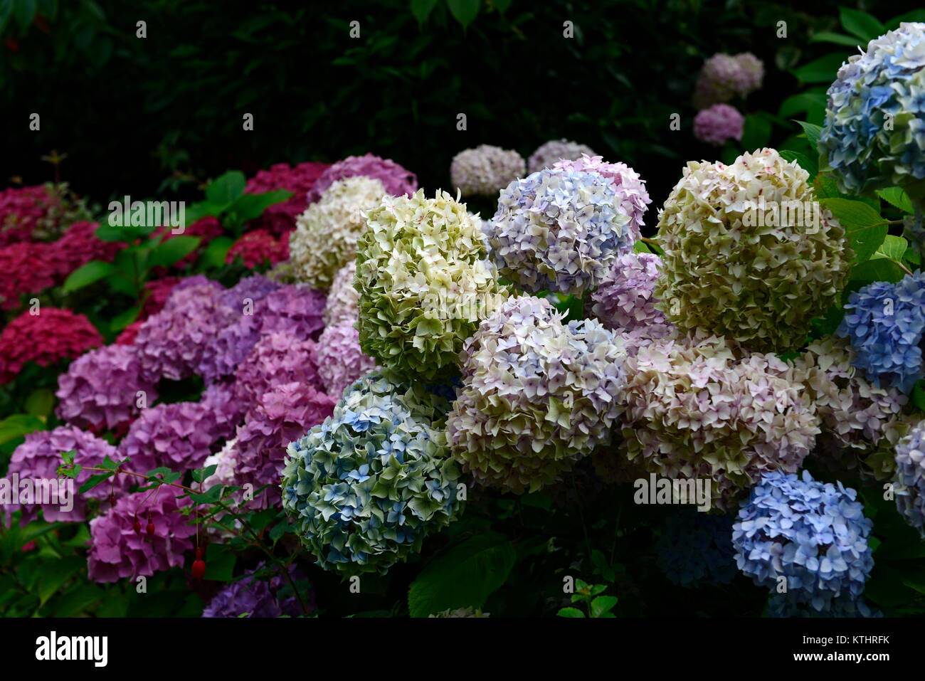 Hydrangea macrophylla,mophead hydrangea,inflorescence,corymb,blue ...