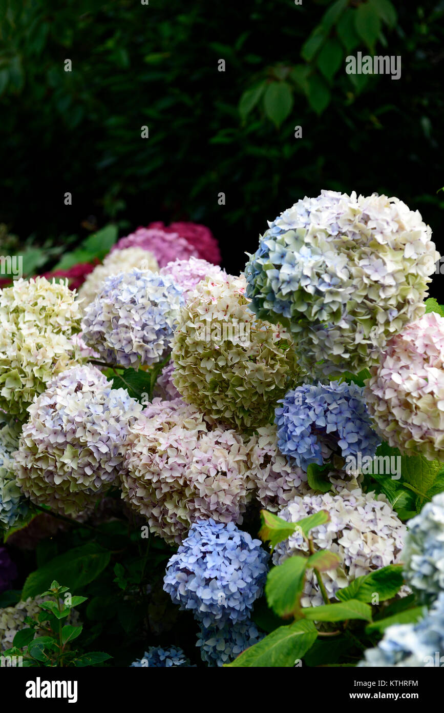 Corymb Inflorescence High Resolution Stock Photography and Images - Alamy