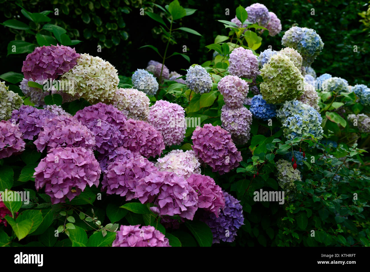Hydrangea macrophylla,mophead hydrangea,inflorescence,corymb,blue ...