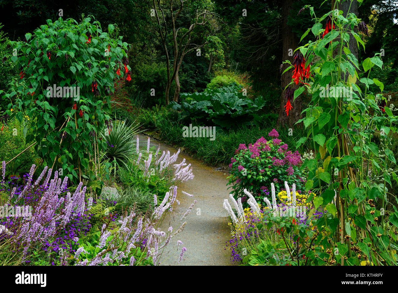salvia dombeyi,Francoa sonchifolia,double,border,borders,herbaceous ...