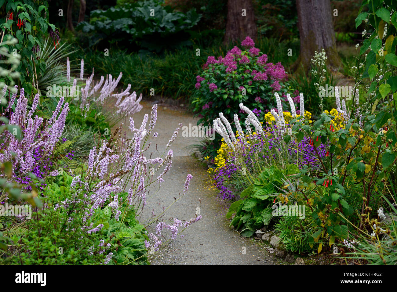 Francoa sonchifolia,double,border,borders,herbaceous,perennial,National ...