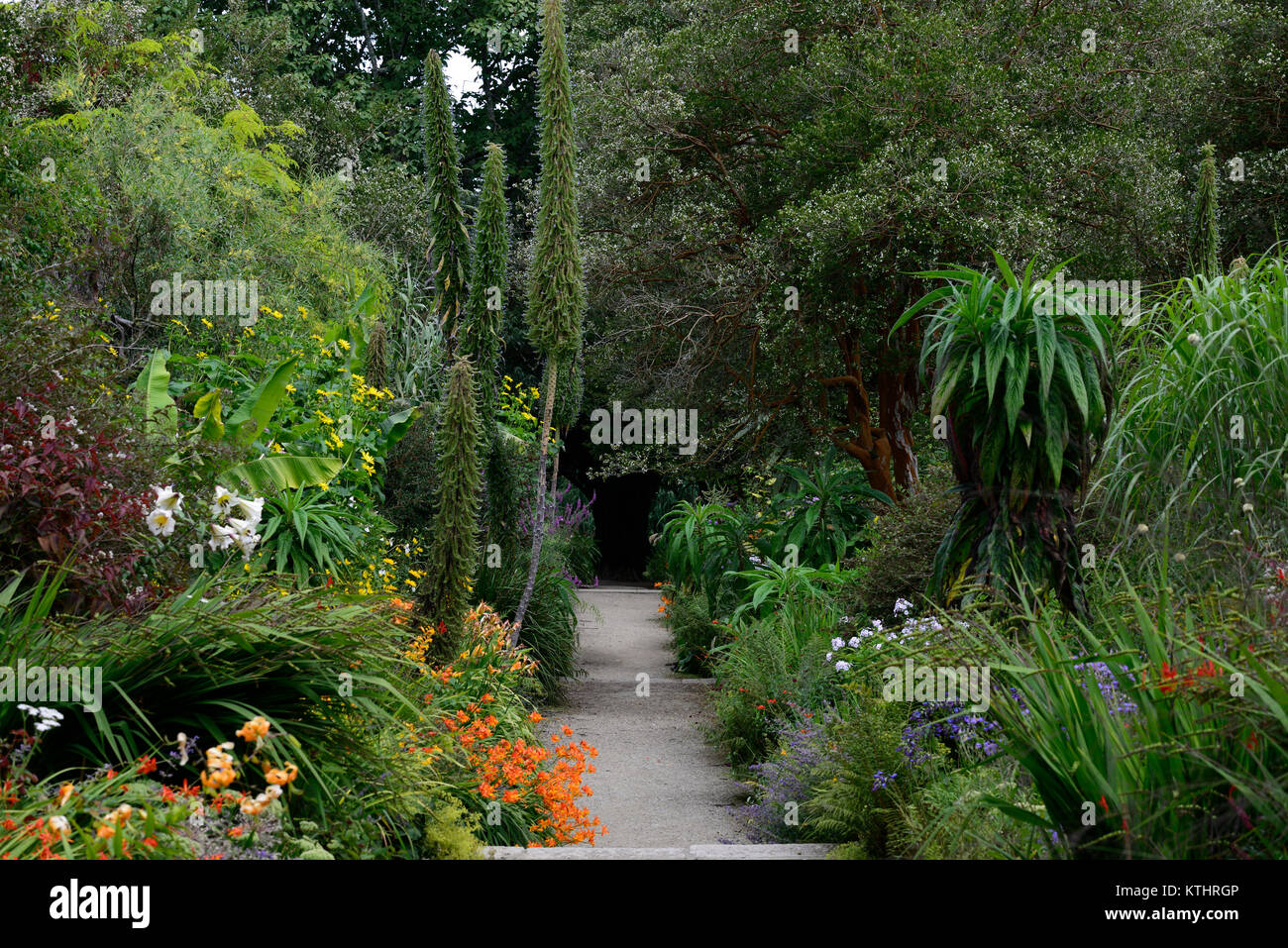 double, border,borders,herbaceous,perennial,National Botanic Gardens ...