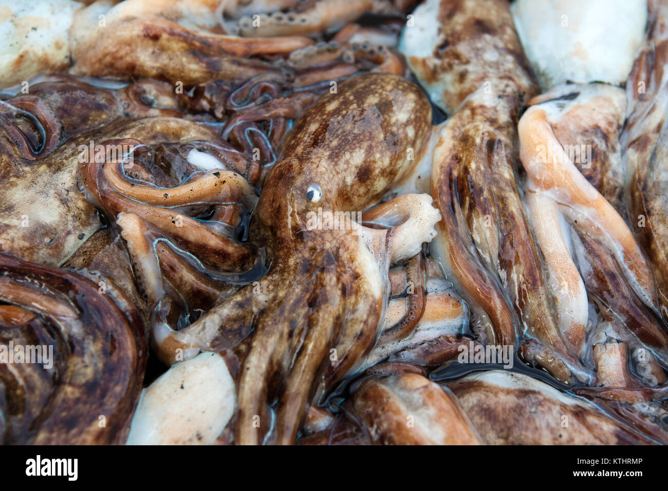 Group of raw octopus ready to cook in the market Stock Photo - Alamy