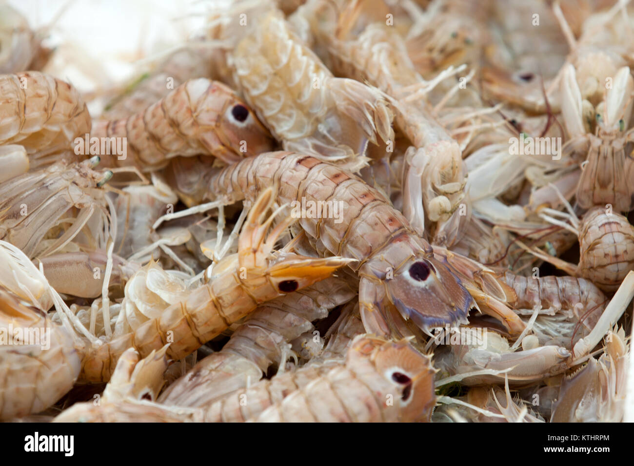 Sun Shrimp High Resolution Stock Photography and Images - Alamy