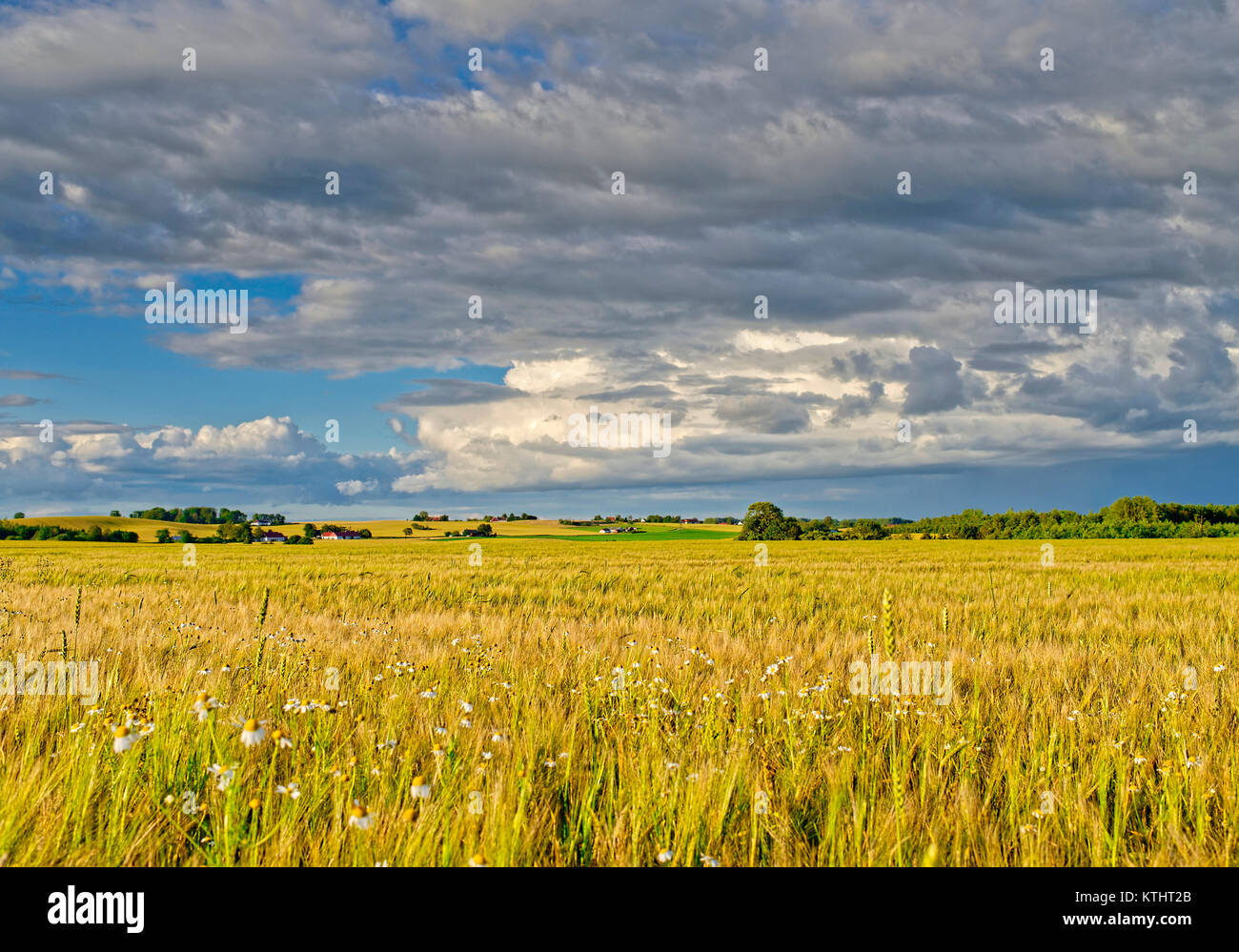 Sunny summer day in the south of Sweden Stock Photo - Alamy