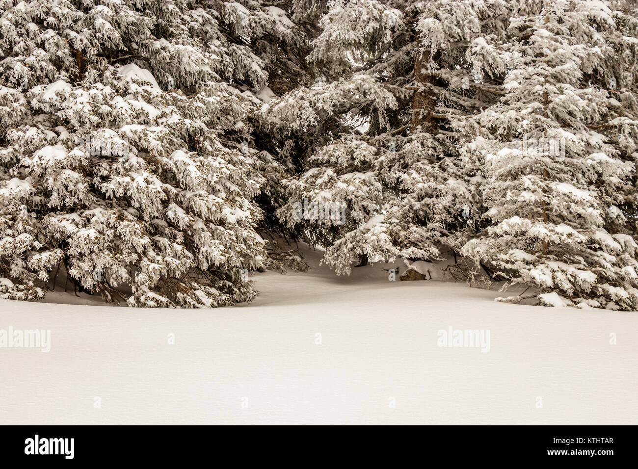 Many snow covered fir trees defying the snow storm in the Swiss Alps ...