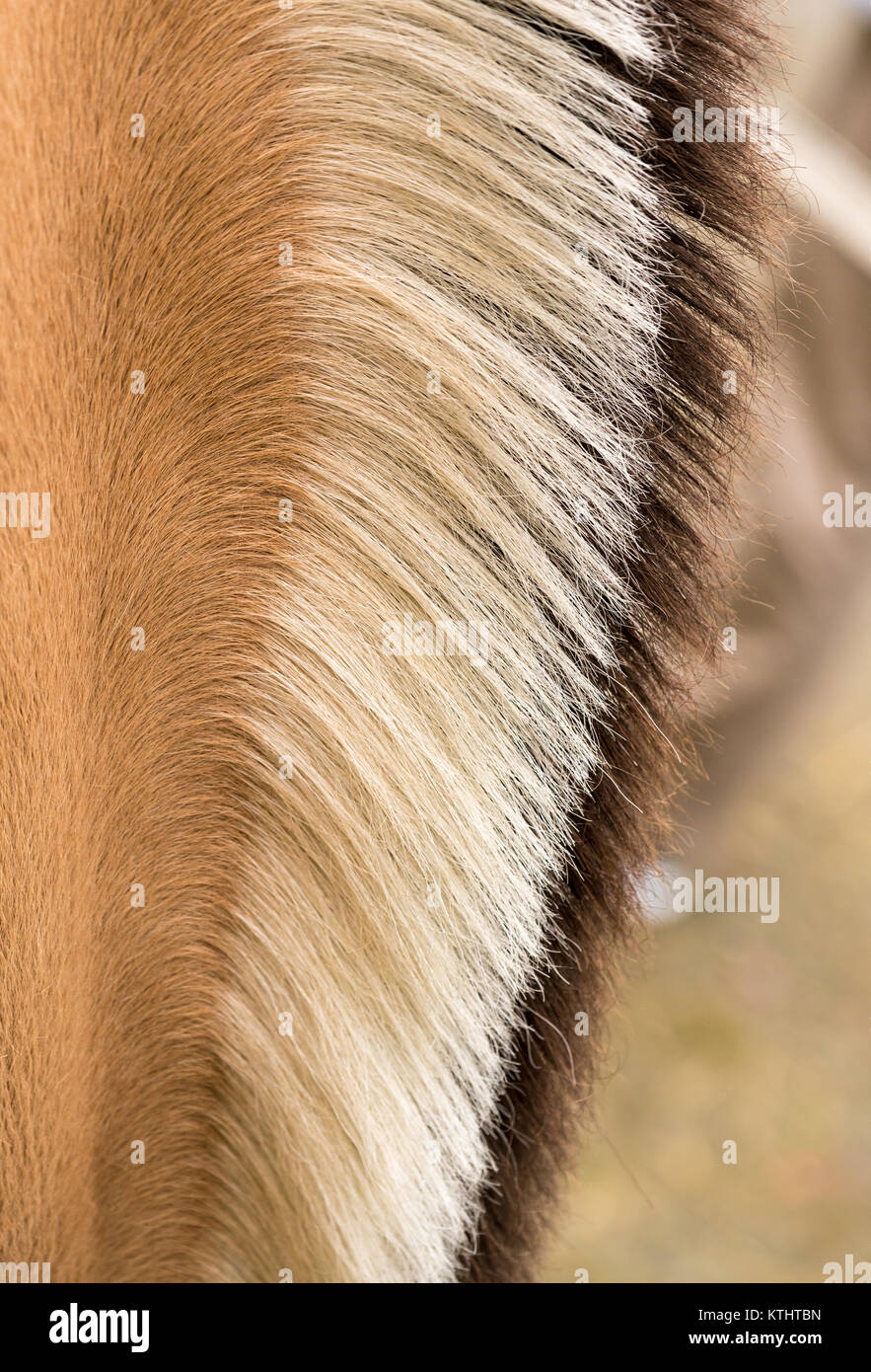 Distinctive markings and mane of Fjord Horse Stock Photo - Alamy